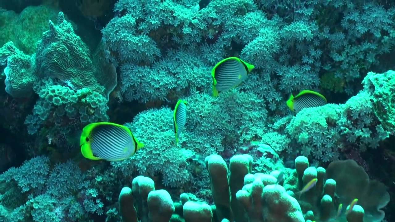 Yap, Micronesia - Fishes by Manta Ray Bay Resort - YouTube