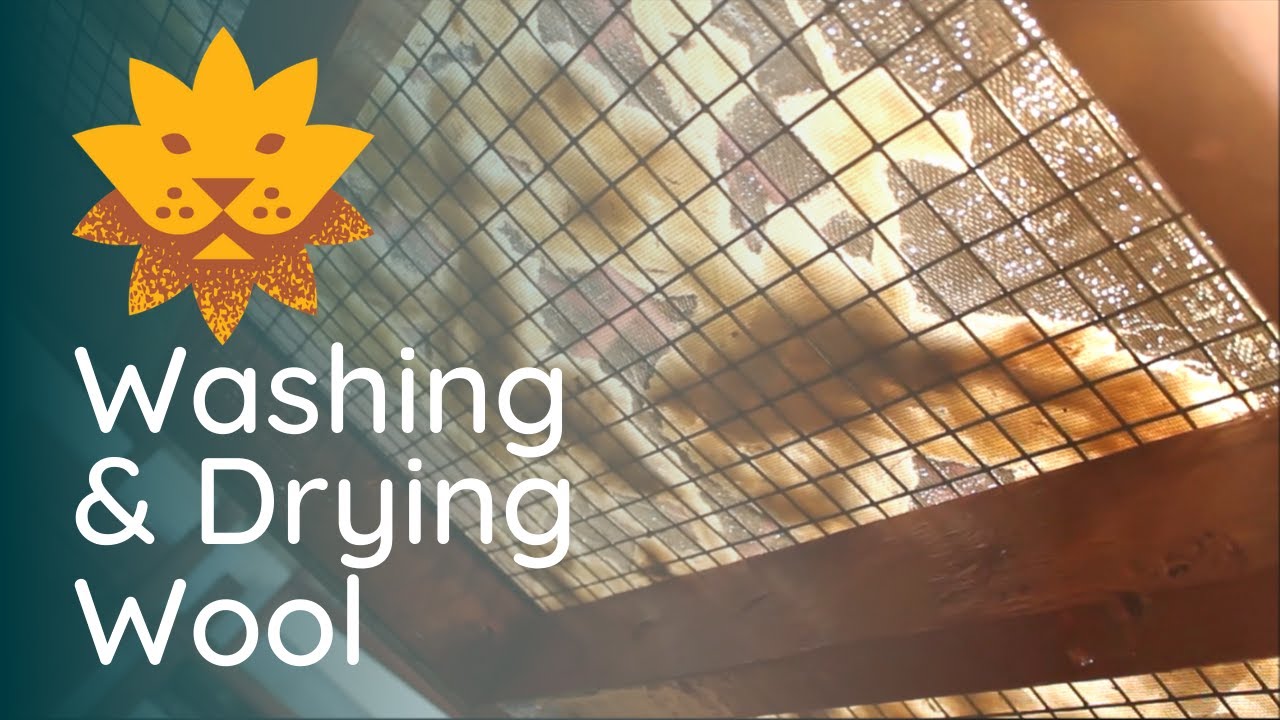 SCZ | Sheep Shearing, Washing & Drying Wool - YouTube