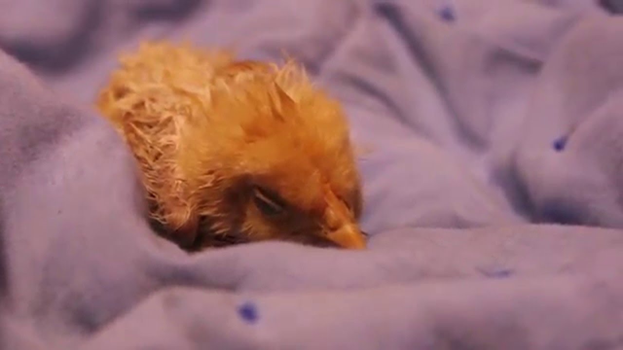 Little Chick Brought Back to Life! - YouTube
