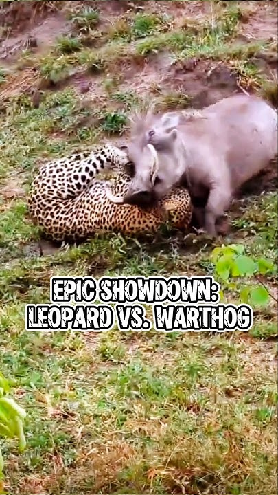 Epic Showdown: Leopard vs. Warthog - YouTube