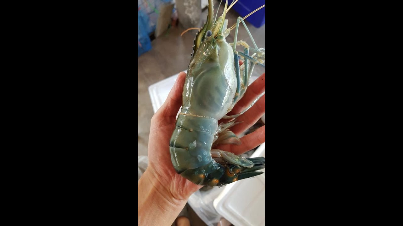 scampi/golda shrimp from bangladesh,"Inovess Limited",WhatsApp/Wechat ...