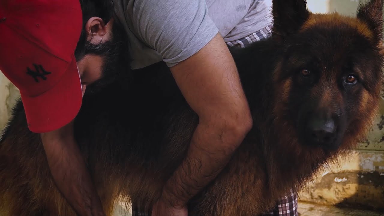 I Gave Bath To My Dog REX - YouTube