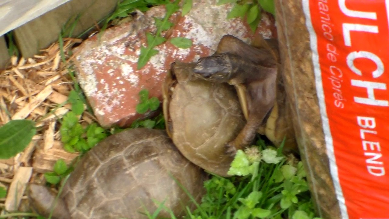 My 3 Pet Box Turtles Having a Menage A Trois (threesome) - YouTube