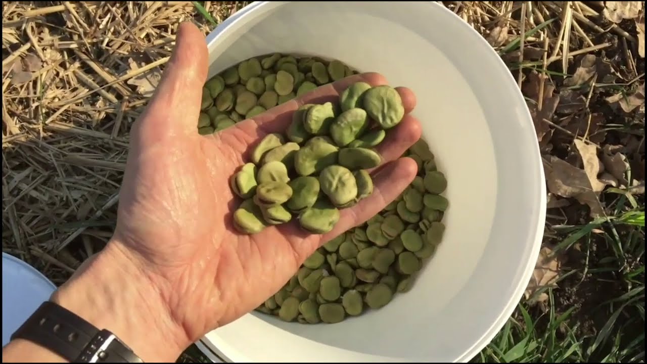 Mon potager 2021 sans arrosage 😁 + le semis des fèves au jardin vivrier ...