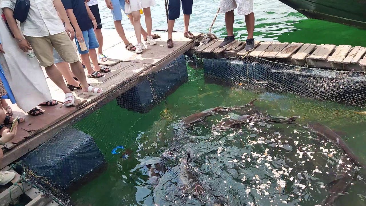 Cat Ba Island is very beautiful - YouTube