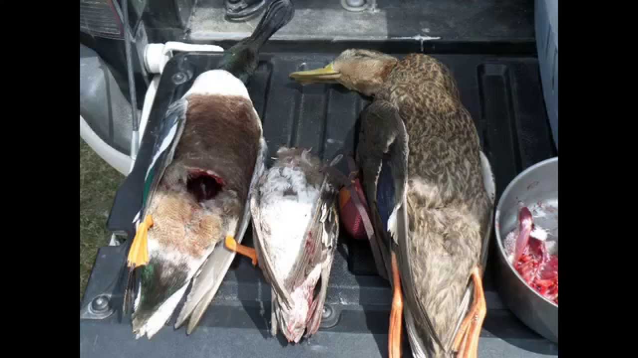 Cazando Patos en México (Con Halcón Peregrino) - YouTube