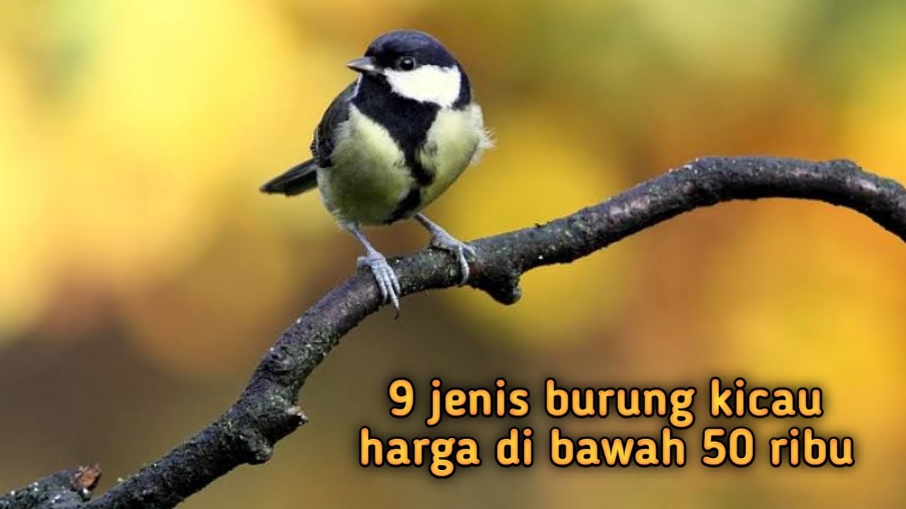 INILAH 9 JENIS BURUNG KICAU TERBAIK HARGA DIBAWAH 50 Ribu,no 4 pasti ...