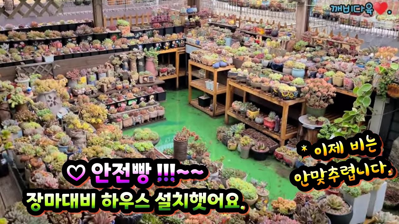 이많은 육이들 겨울엔 어찌하는지~궁금하시죠 ♥ 하늘정원 겨울나기는 요렇게~옥상다육로스코프모노금레오파드금장마겨울