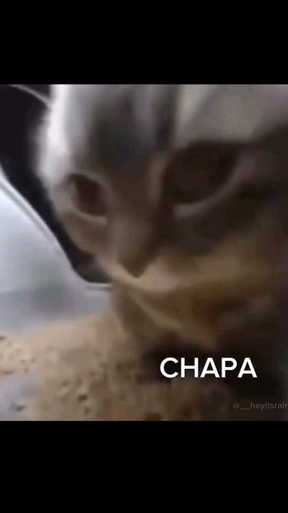 Chipi Chipi Chapa Chapa Cat Meme ๐ Animationshortfeedflipaclip Youtube
