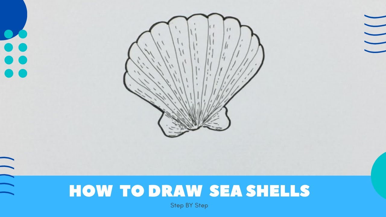 How to Draw Sea Shells Easy - YouTube