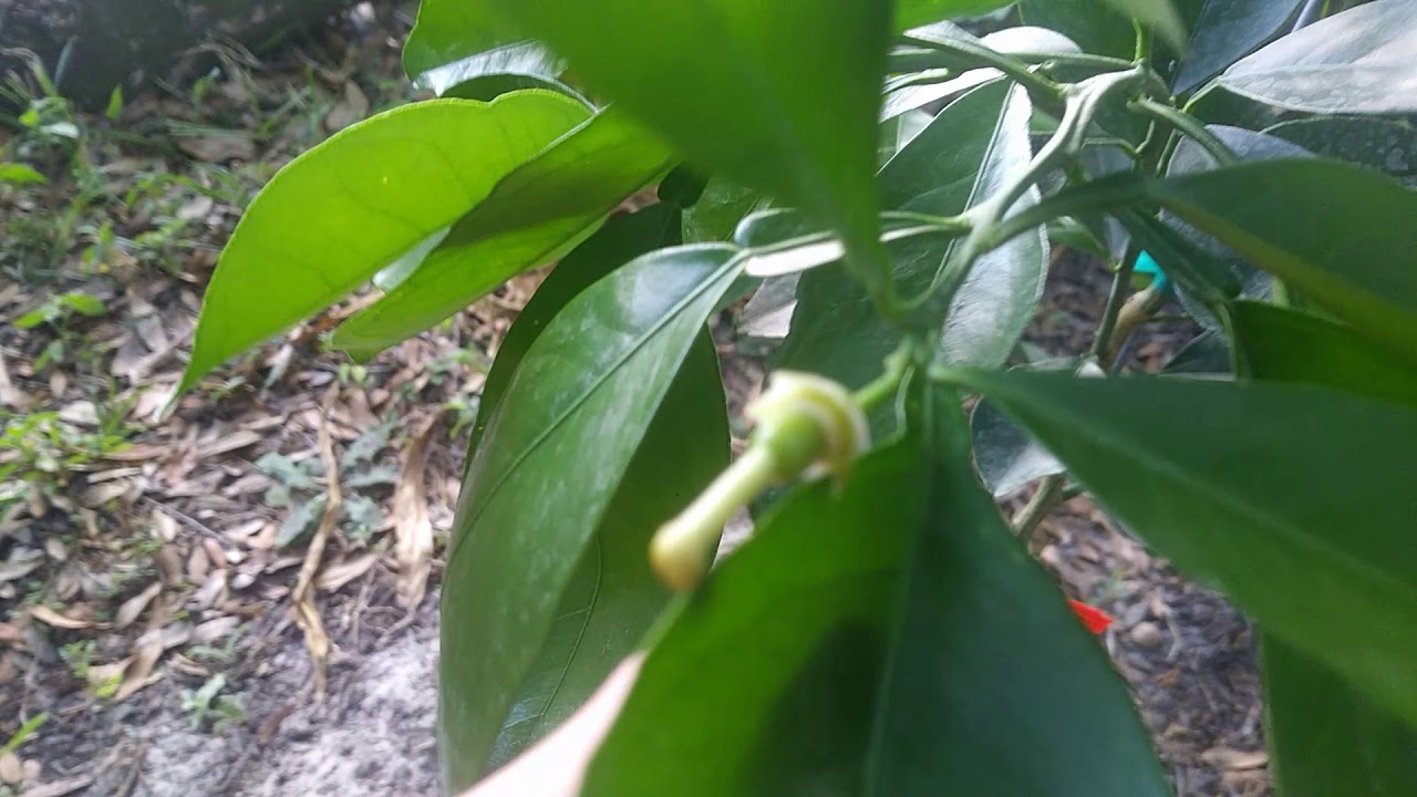 What it looks like when your orange tree flowers fall off - YouTube