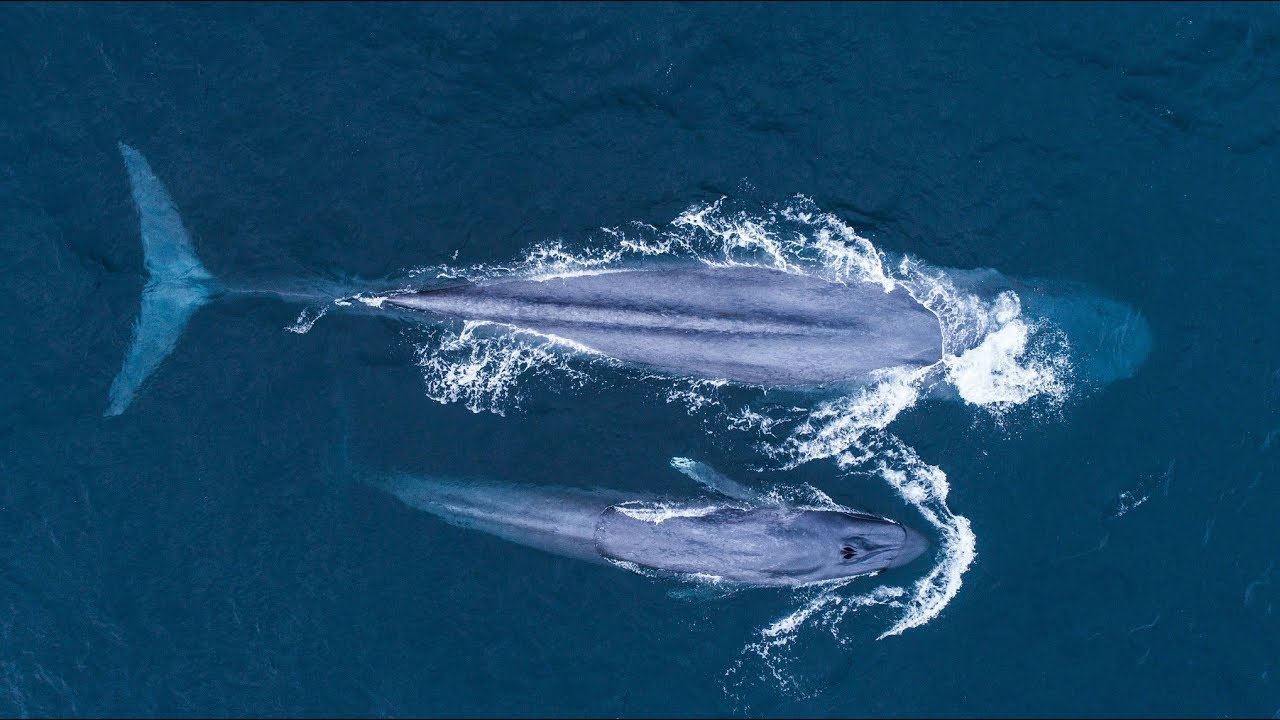 Baby Blue Whale and Mother! - YouTube