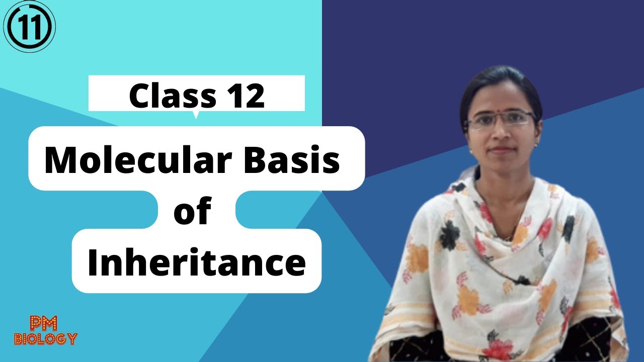 Molecular basis of inheritance class 12 NCERT | Lecture 11 | Genetic ...