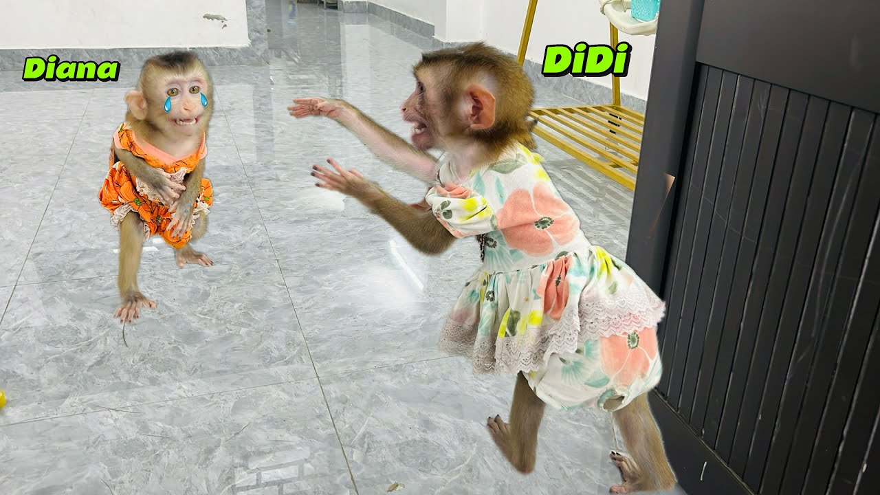 monkey Diana ran and hugged baby monkey DiDi when DiDi just came home ...