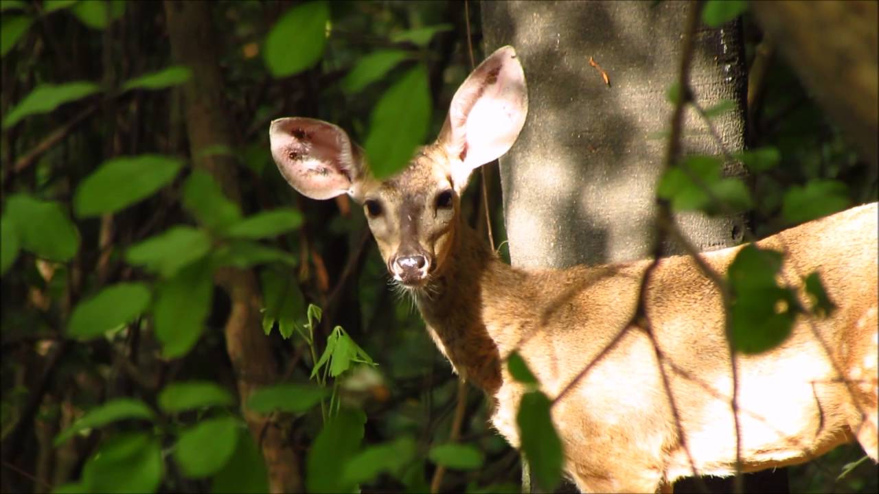 VENADO DE COLA BLANCA (Odocoileus virginianus) Bosque Protector Cerro ...
