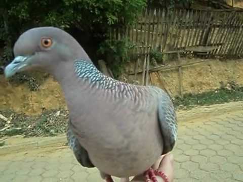 Pomba do Mato - YouTube