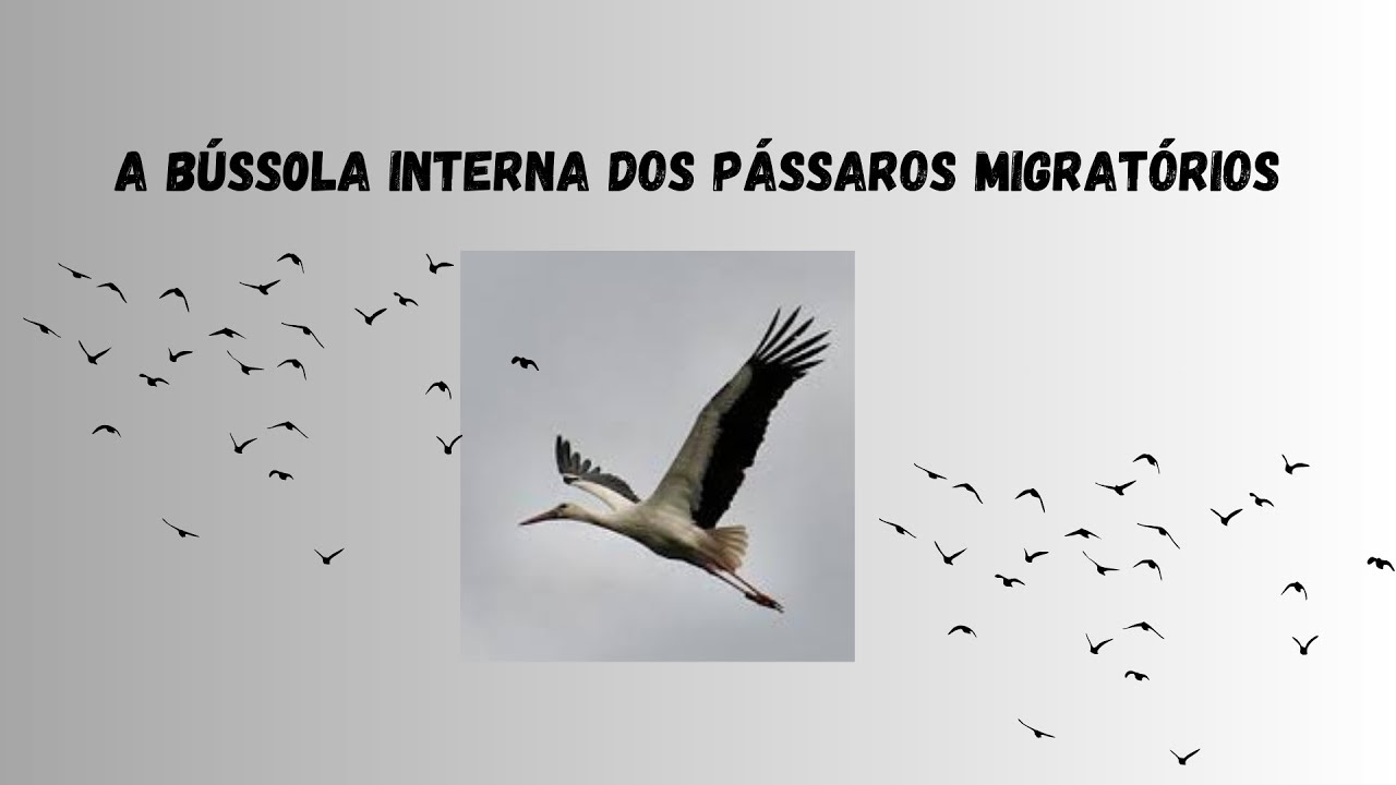 Bússula dos pássaros migratórios - YouTube