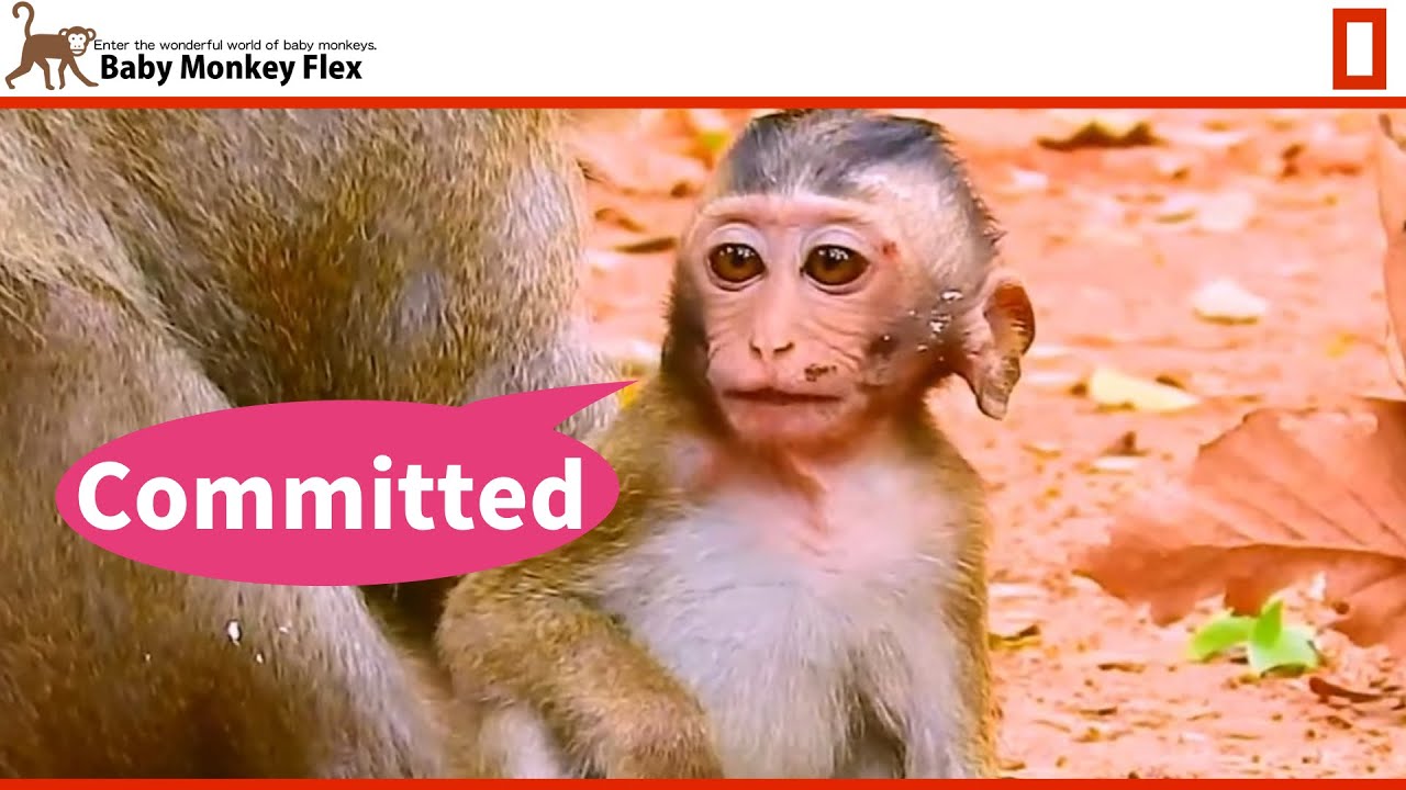 Baby monkeys, observation of kidnapping behavior. / baby monkey monpai ...