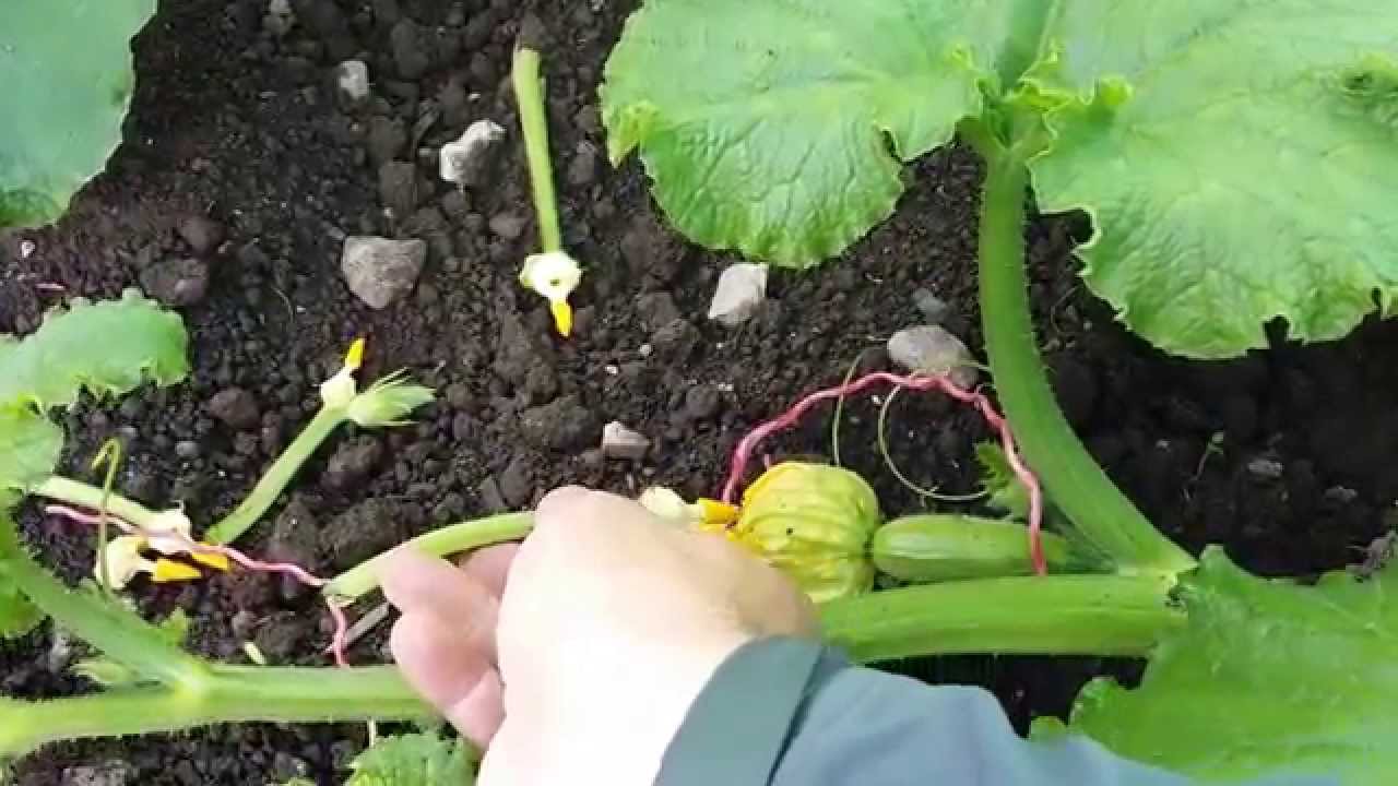 Giant Veg: How to grow and pollinate a marrow - YouTube