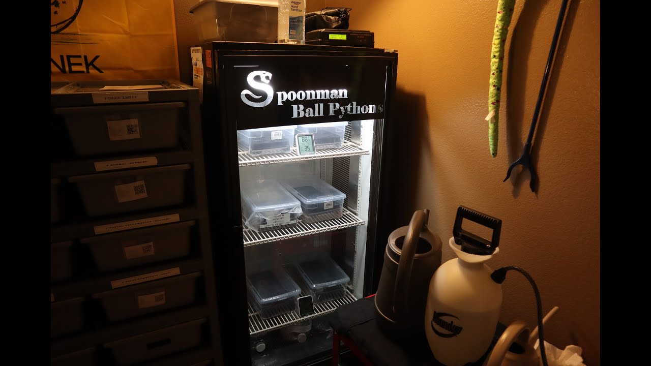 Snake room tour Part 2. - YouTube