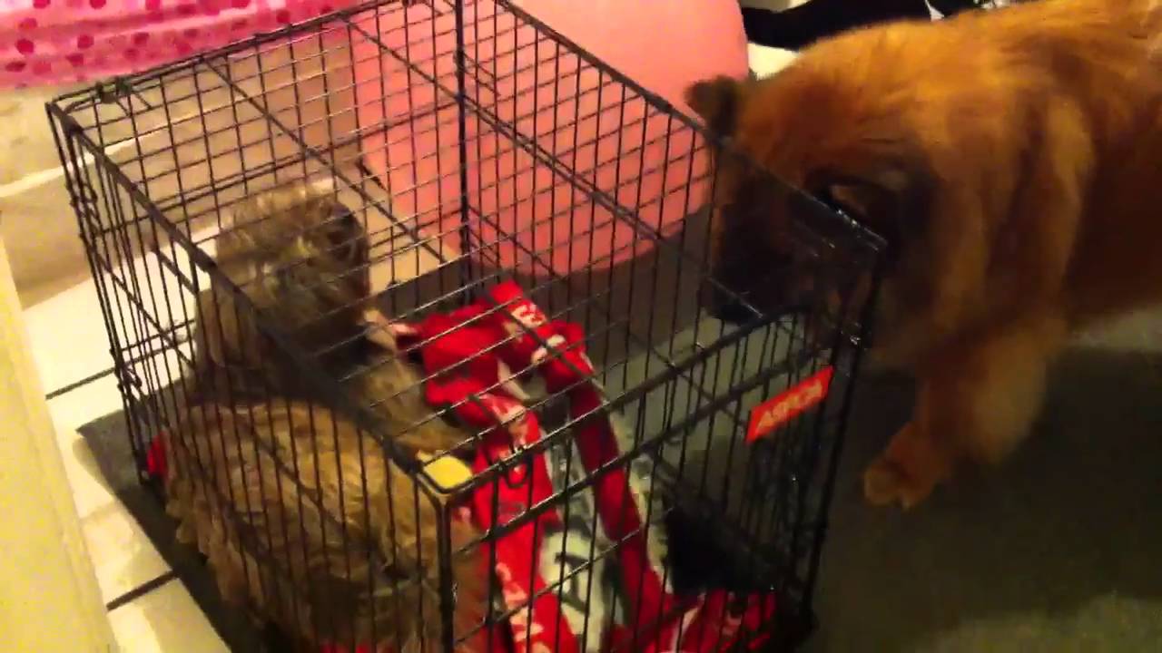 Pumba Mad @ Mochi - YouTube