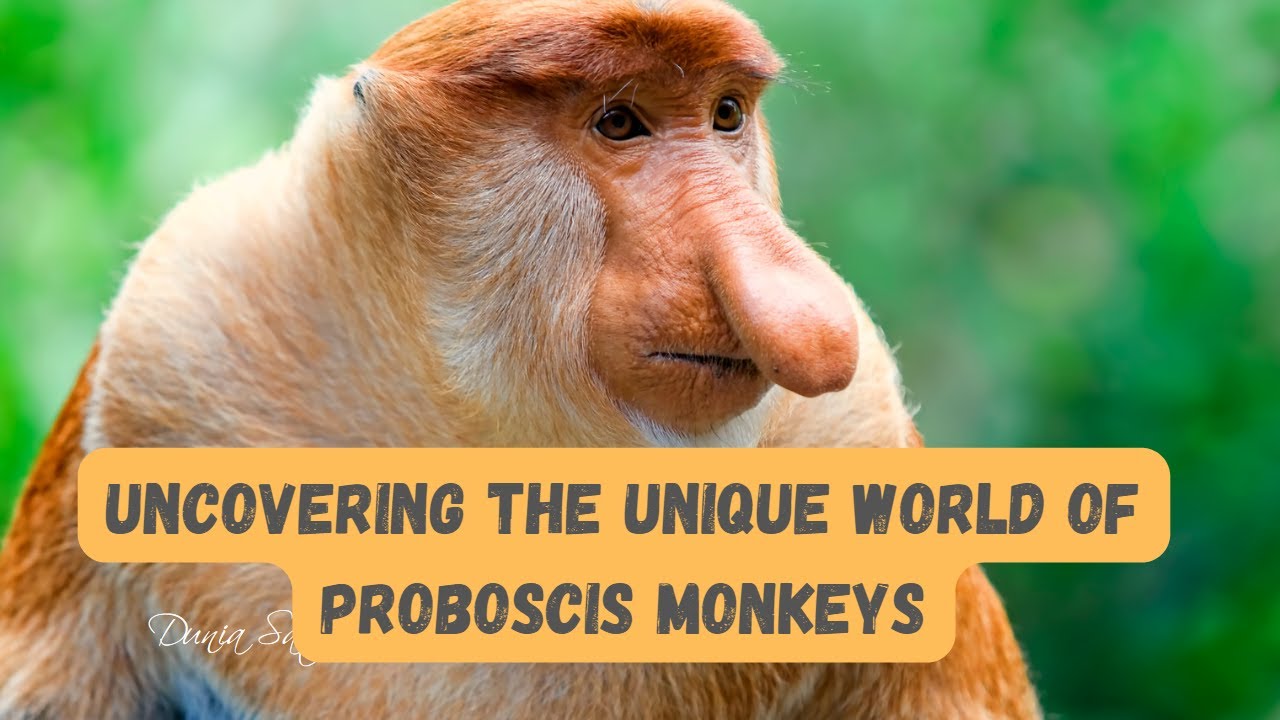 Uncovering the Unique World of Proboscis Monkeys: A Journey to Borneo ...