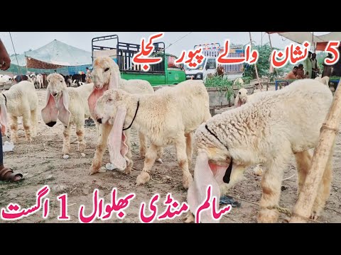 Sargodha K 5 Neshan Wale Kajle Kakke Lele | Salem Mandi Bhalwal || Global Village Farming