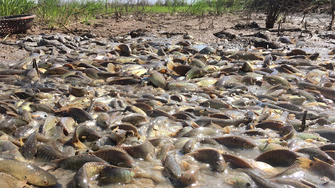Wow! Unbelievable Boy Find & Catch Lot of Fishes From Dry Mud Dry ...