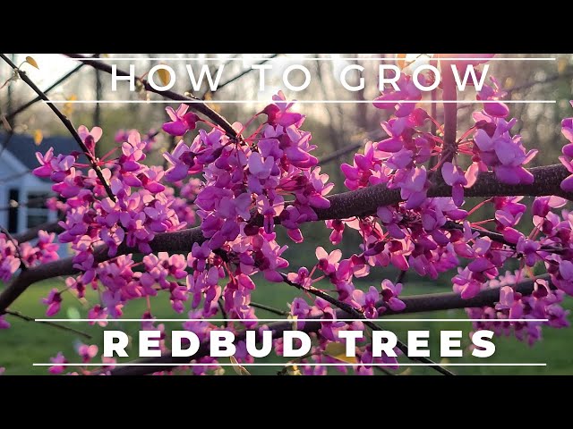 Eastern Redbud Eastern Redbud Seedling Bareroot – Silver Creek