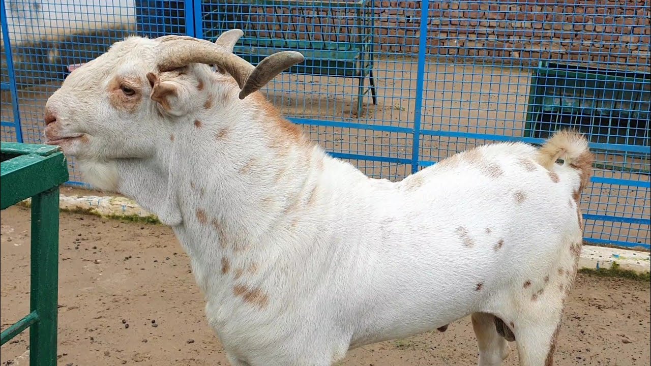Barbari Goat Farm Mathura Farah | Best Barbari Breeders. - YouTube