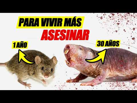 Asesinar Para Vivir Más | Las RATAS TOPO DESNUDAS y sus secretos más oscuros
