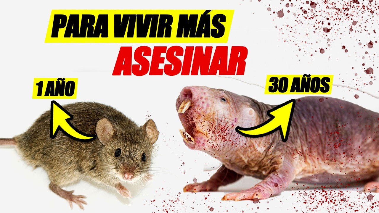 Asesinar Para Vivir Más | Las RATAS TOPO DESNUDAS y sus secretos más ...
