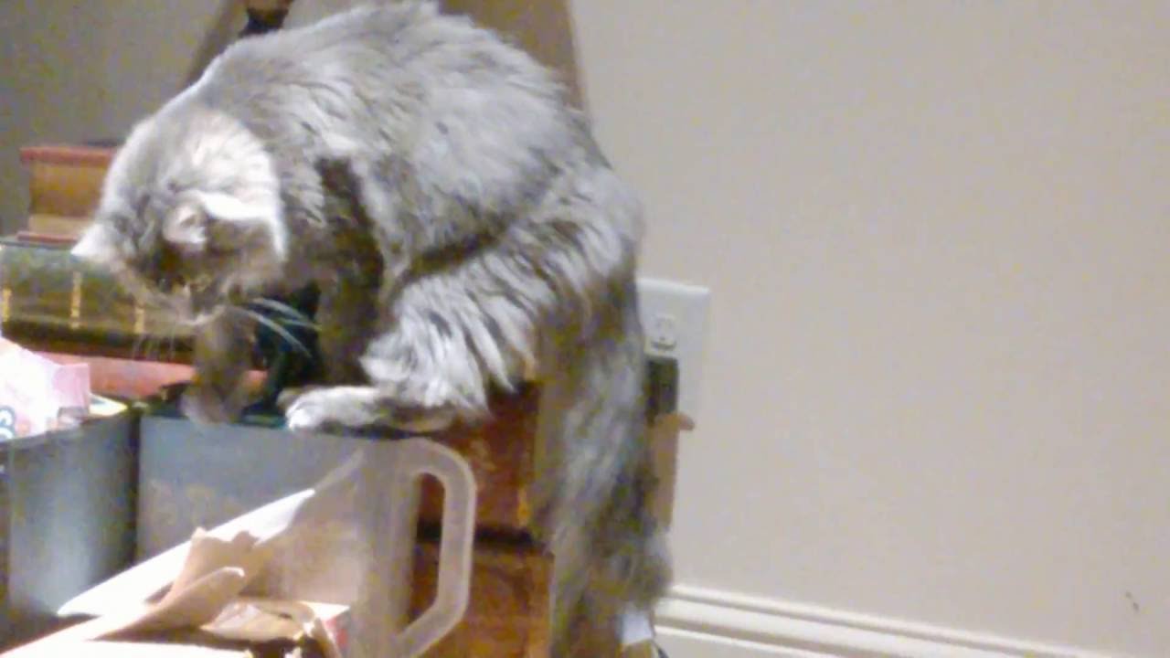 Pippin the cat vs. the food - YouTube