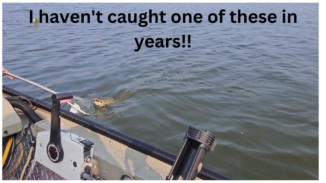 I haven't caught one of these in years?!! - YouTube