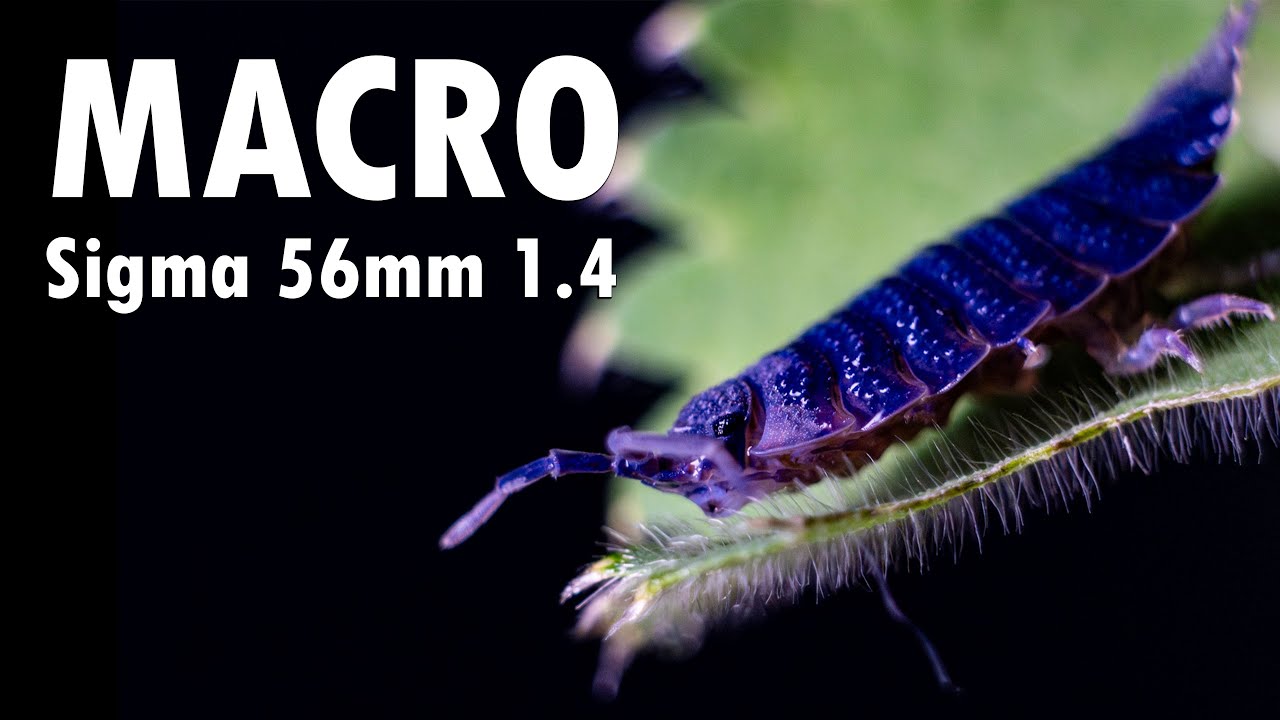 Sony A6700 Macro insects | Sigma 56mm + Extension Tubes | Slowmotion ...