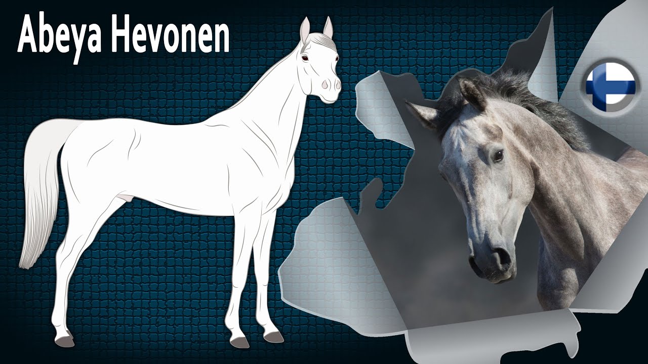 ABEYA HEVONEN, arabialainen täysiverinen, joka on arvostettu ...