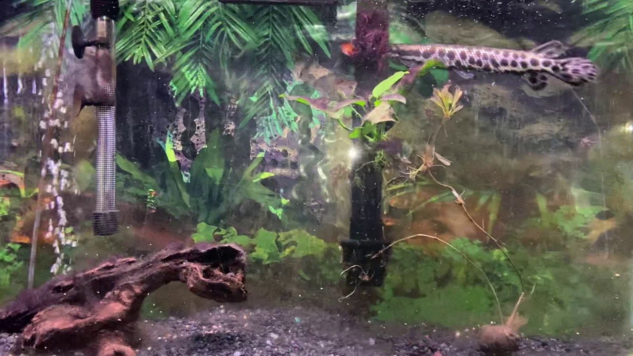 Florida Gar eating goldfish - YouTube