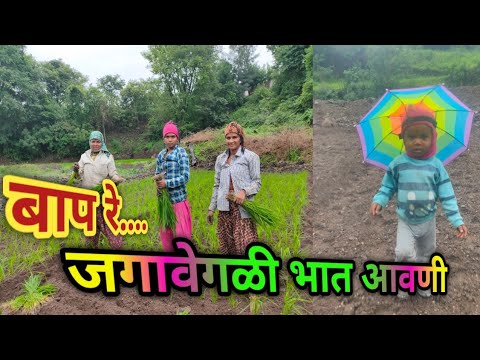 भात आवनीची एक आगळवेगळी पद्धत / bhat Avani/ international bhat Avani ...