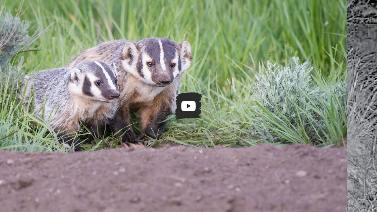 Sound up! Badger mating season has begun - YouTube