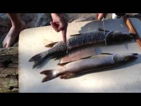 Northern Pike Fillet - YouTube