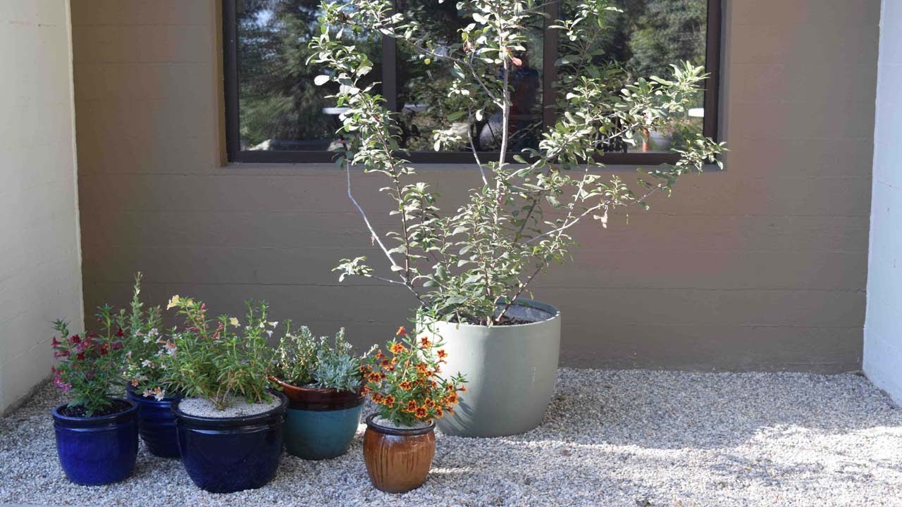 Native Plants for Containers - YouTube