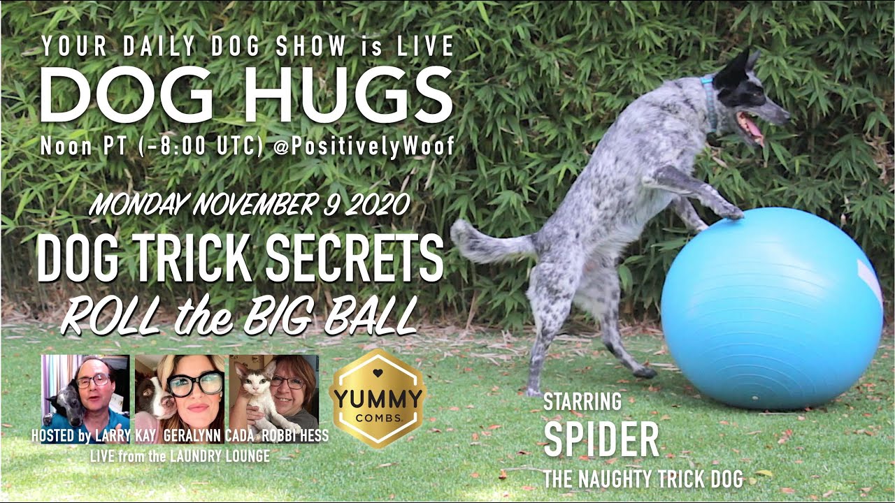 DOG HUGS 11/9/20 Dog Trick Secrets: Roll the Big Ball with Spider the ...