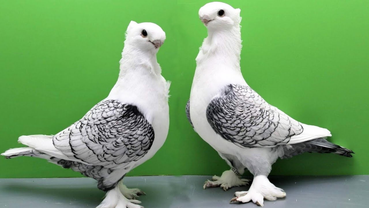 10 most beautiful fancy pigeons collection | Kabootar ki video | Fancy ...