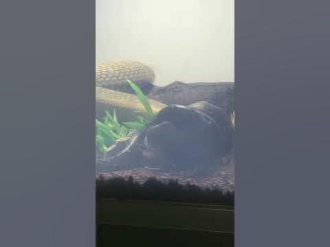 snake vs snake | King Cobra vs reticulated python - YouTube