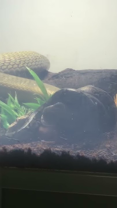 snake vs snake | King Cobra vs reticulated python - YouTube