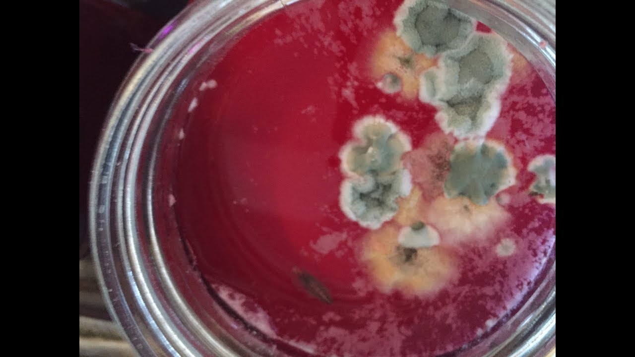 Fermented vegetables turn into mold using starter culture. Why? - YouTube