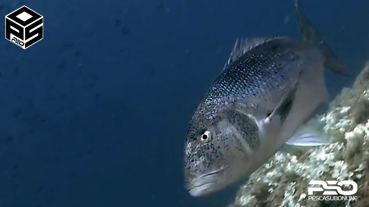 PESCASUB Dentice Gigante improvviso a riva Pesca subacquea nel ...