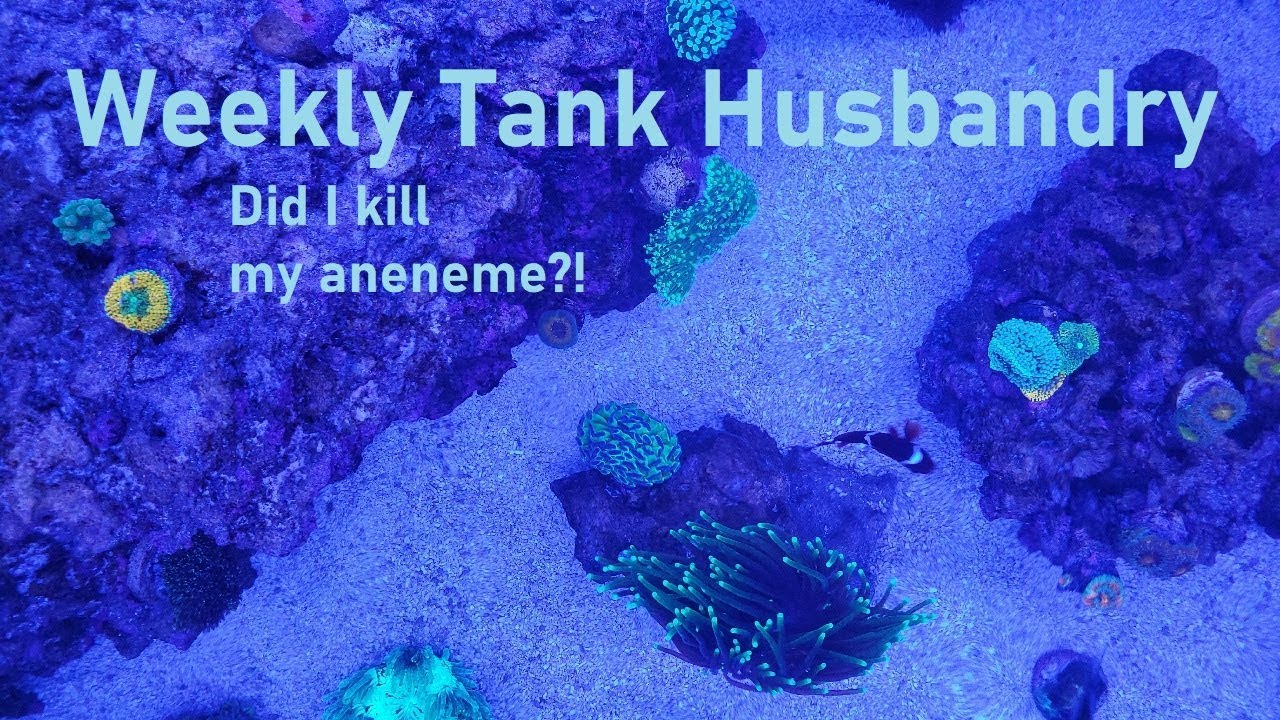 Weekly Tank Husbandry | 40 Gallon Breeder Nano Reef Tank - YouTube