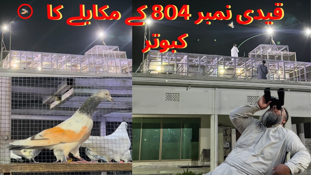 Qadi num 804 k mukably ka kabuter 😳 1 to 1 mukabla bazi 7 kabootar wali | Dar pigeons club | # ...