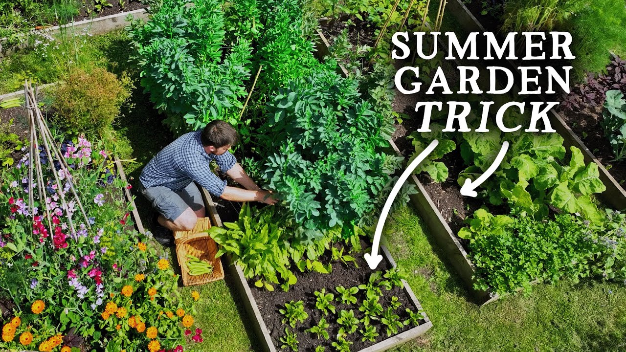Simple Summer Planting Trick For BIG Harvests! - YouTube